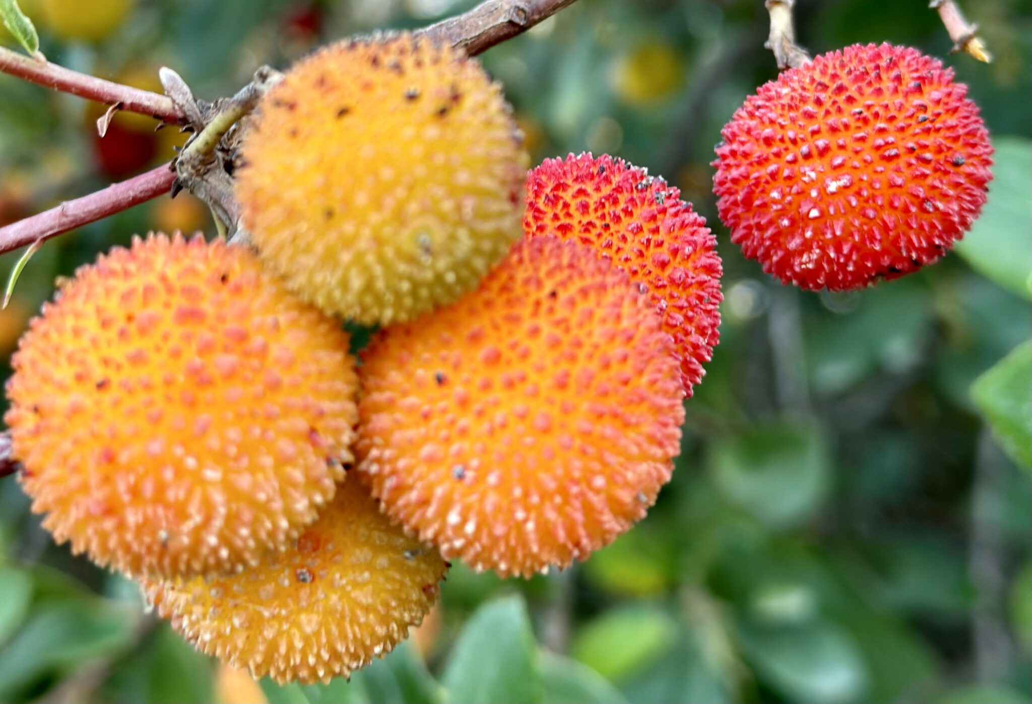 The Wonderful Arbutus (Arbutus unedo): Albania’s Hidden Treasure ...